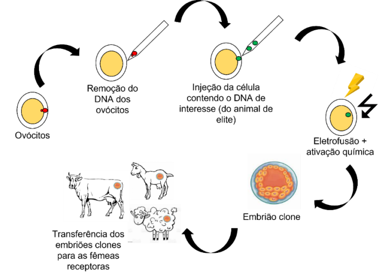 Clonagem - Soluções em Biotecnologia Animal